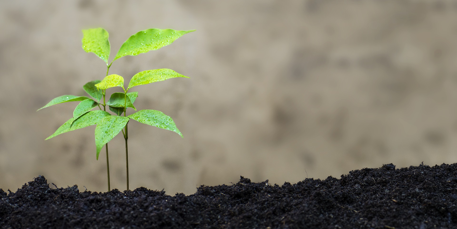 Environmentally 'Friendly' Habits that Actually Harm the Planet - The Air Ambulance Service